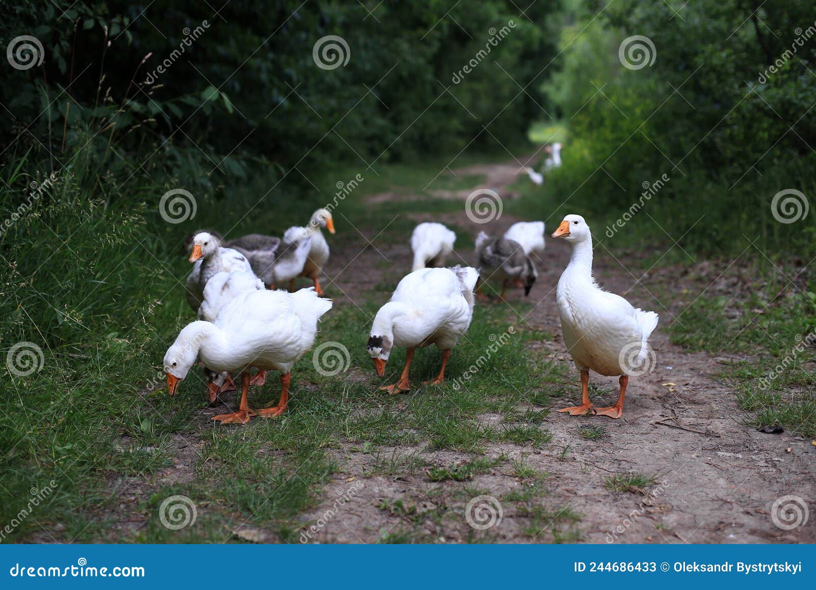 Geese Walking on a Forest Path Stock Image - Image of bird, wildlife ...