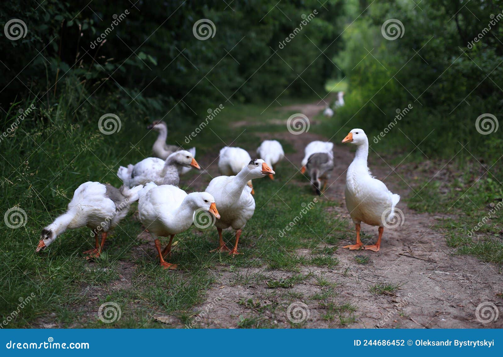Geese Walking on a Forest Path Stock Photo - Image of lake, fowl: 244686452