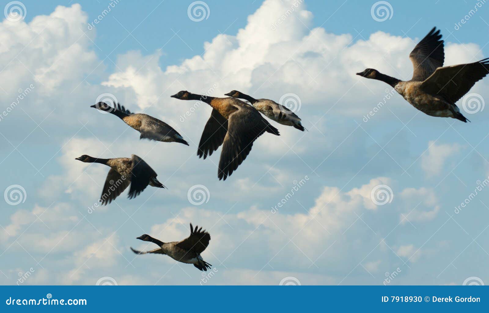 Geese in Formation stock photo. Image of summer, clouds - 7918930