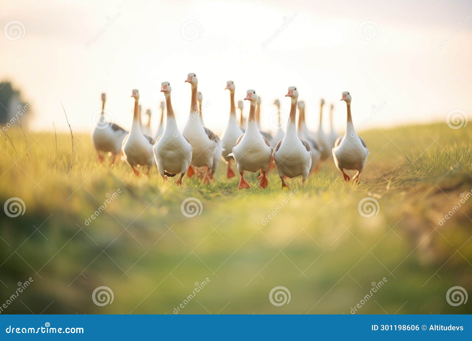 Geese in Formation Marching through Field Path Stock Photo - Image of ...