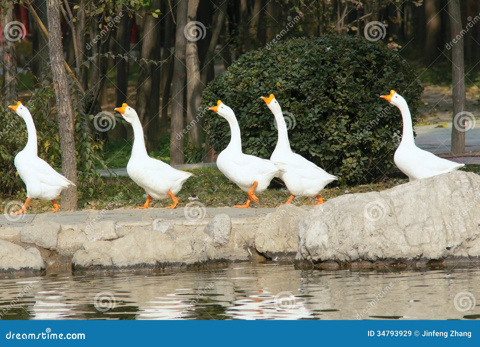 Geese stock image. Image of marching, animal, geese, animals - 34793929