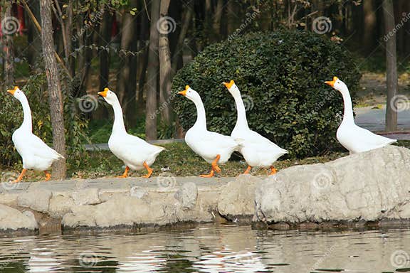 Geese stock image. Image of marching, animal, geese, animals - 34793929