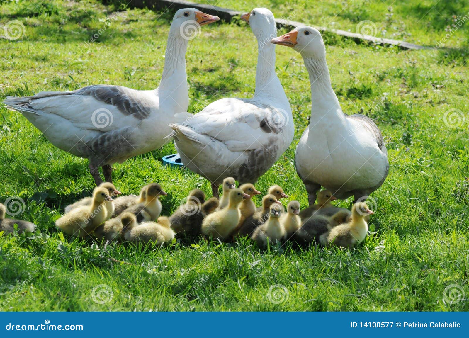 Geese at free range farm stock image. Image of parenting - 14100577