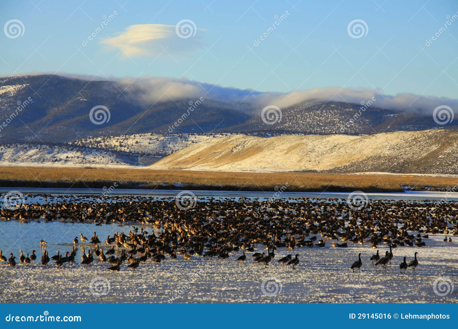 Geese on Frozen Lower Klamath Lake Stock Photo - Image of bird, colors ...