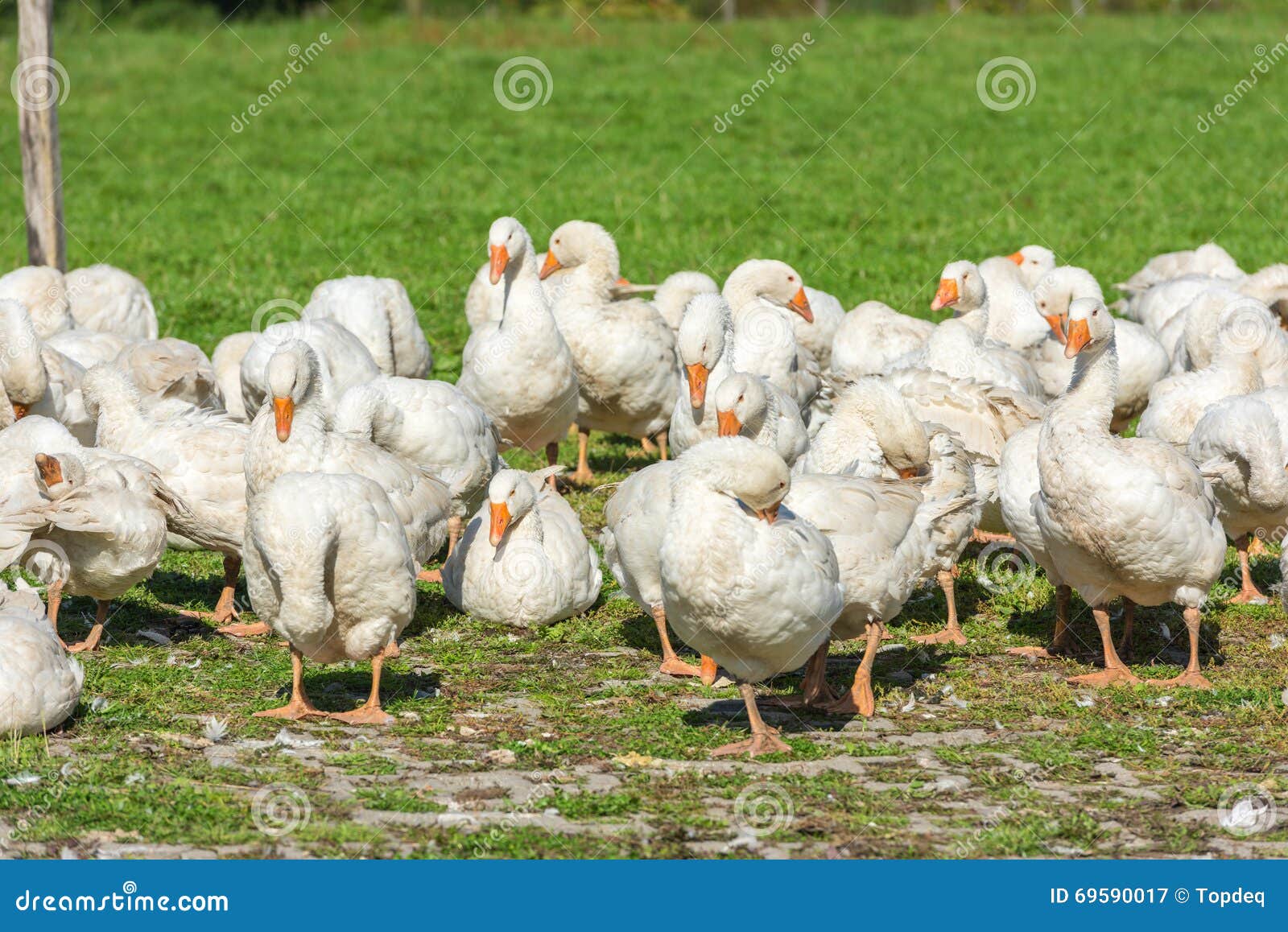 Geese Gaggle Grazing on Green Grass Stock Image - Image of agriculture ...