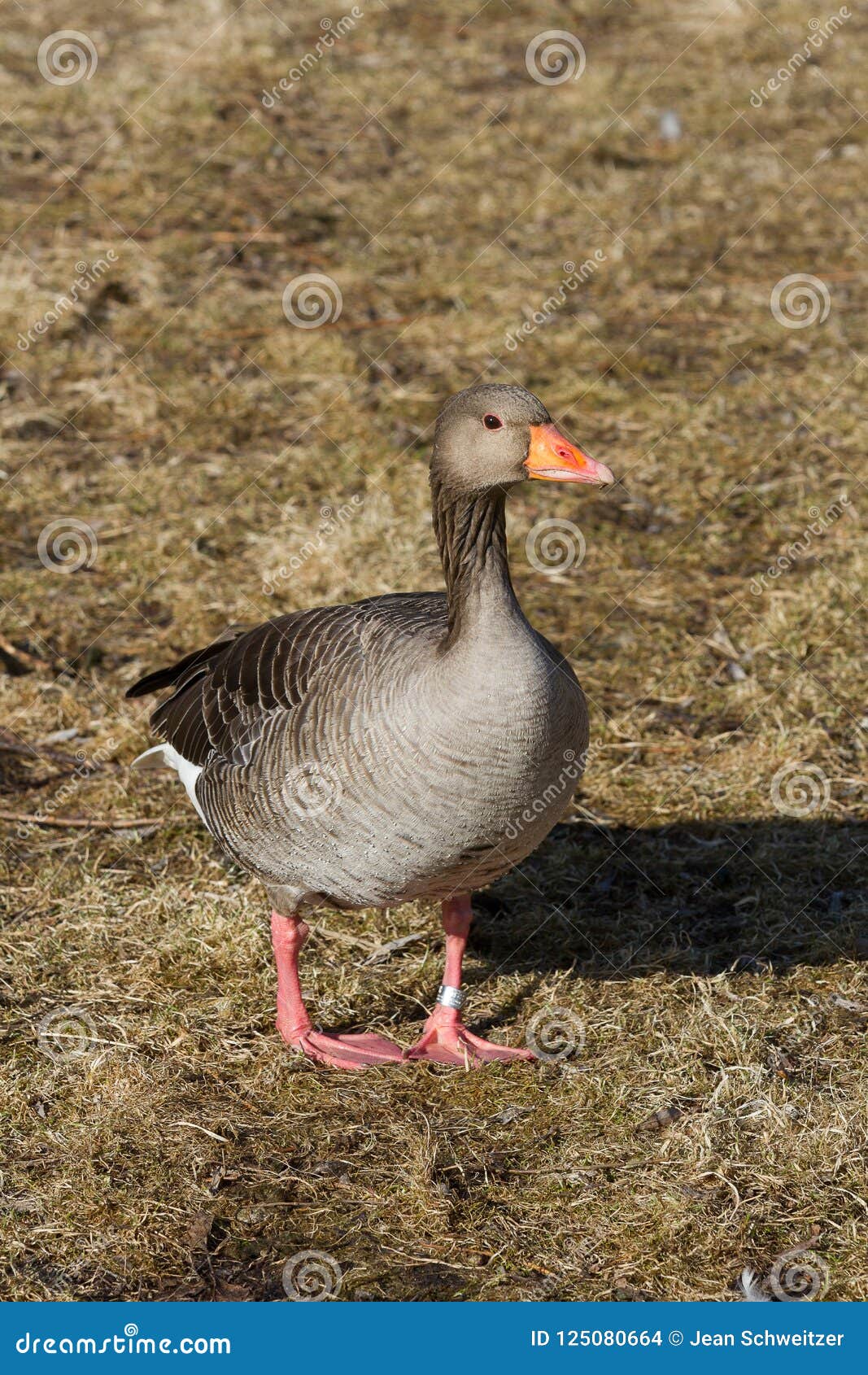 Geese stock photo. Image of winter, animals, denmark - 125080664