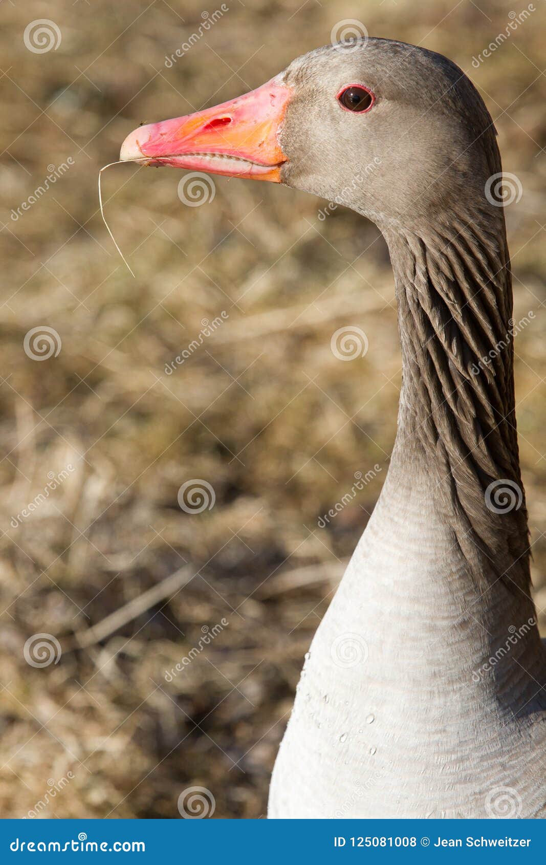 Geese stock photo. Image of nature, animals, birds, denmark - 125081008