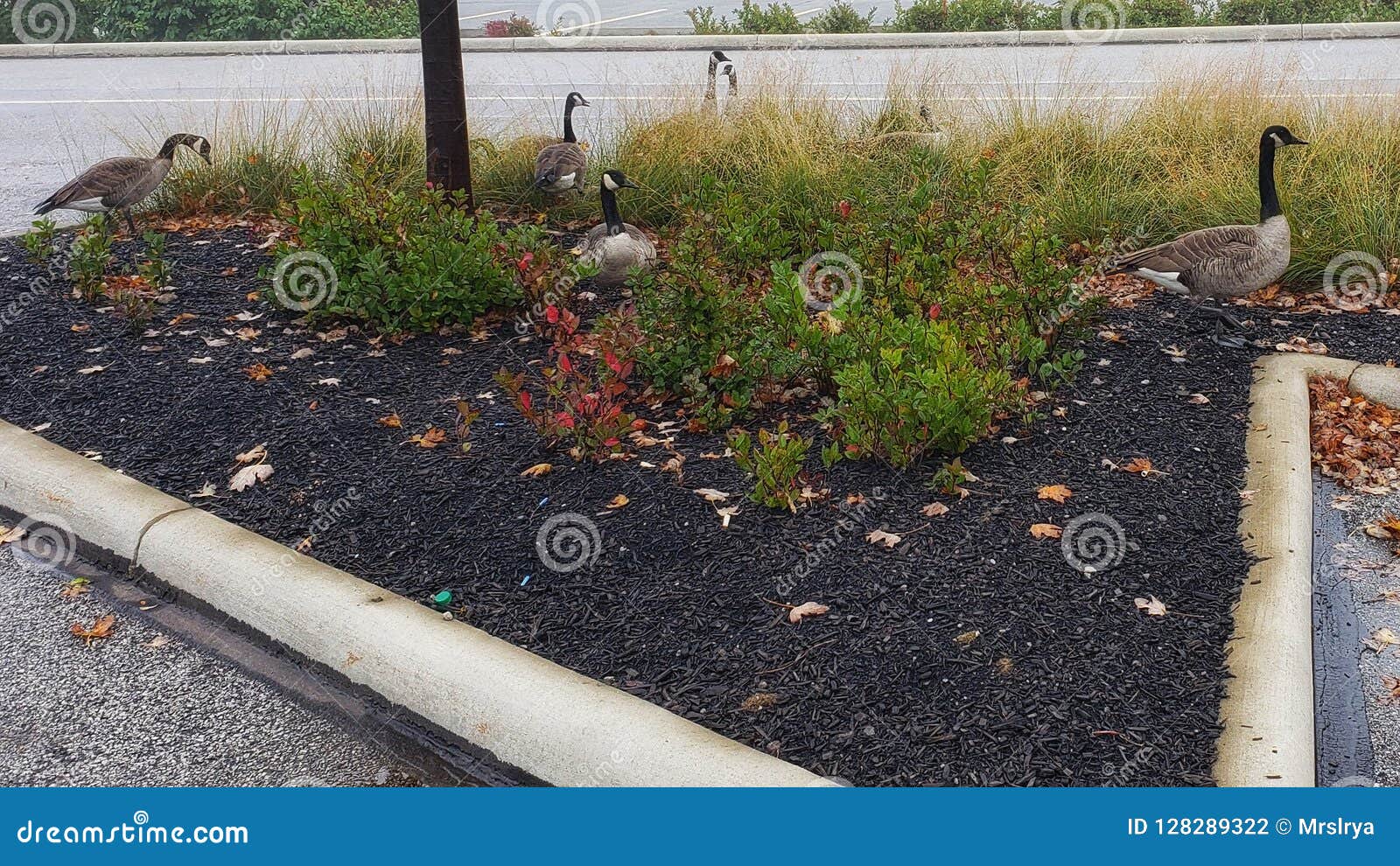 Canadian Geese in a Parking Lot Stock Photo - Image of group ...