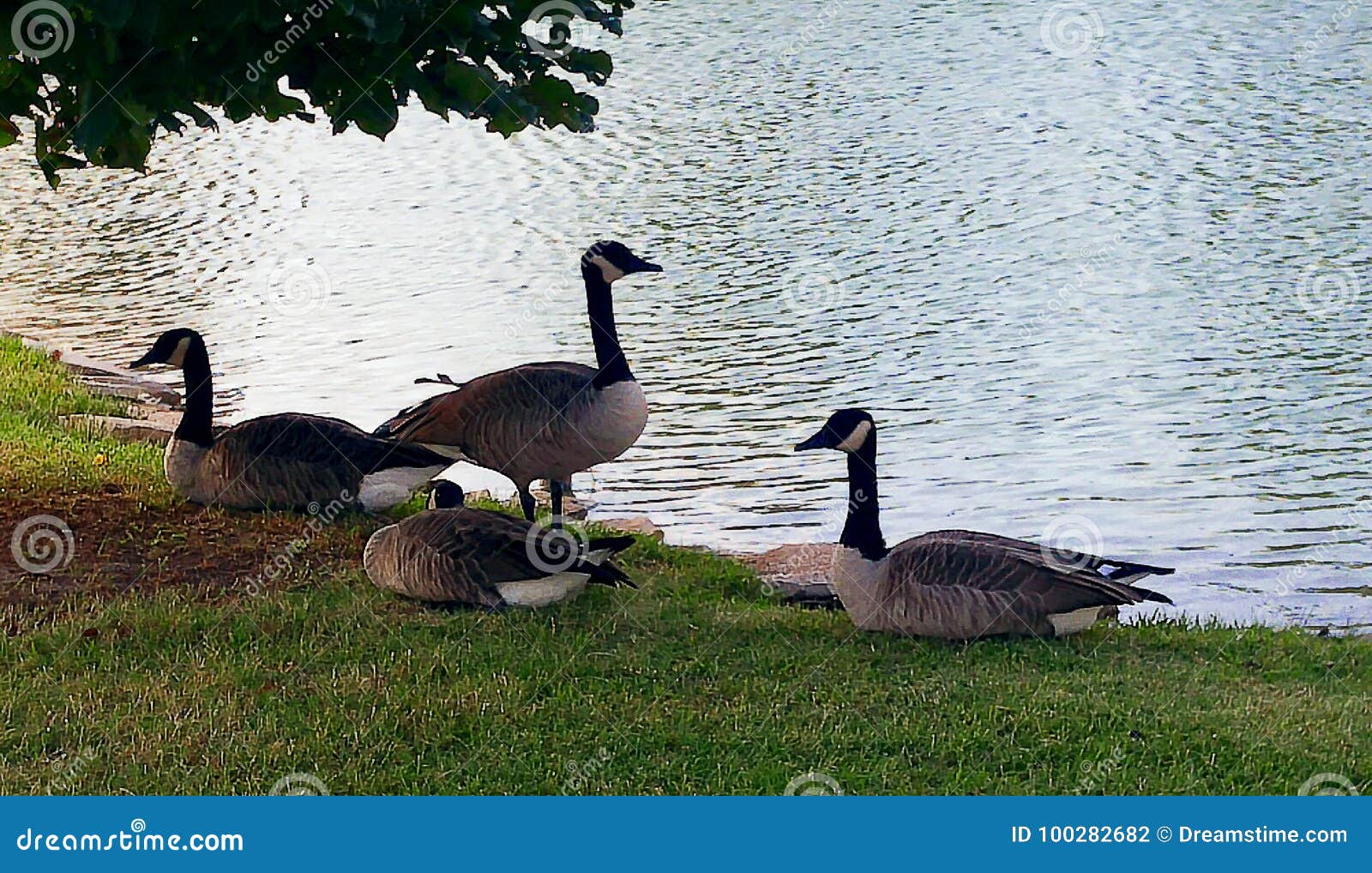 Geese stock photo. Image of water, geese, pond, birds - 100282682