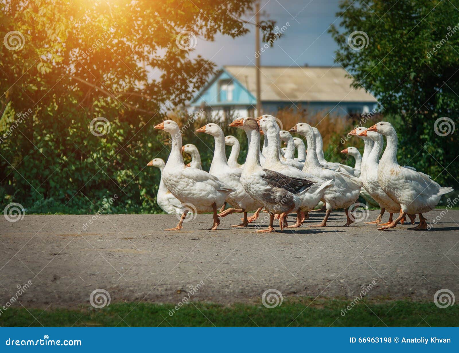 Geese Go Down at Street in the Village Stock Photo - Image of goose ...