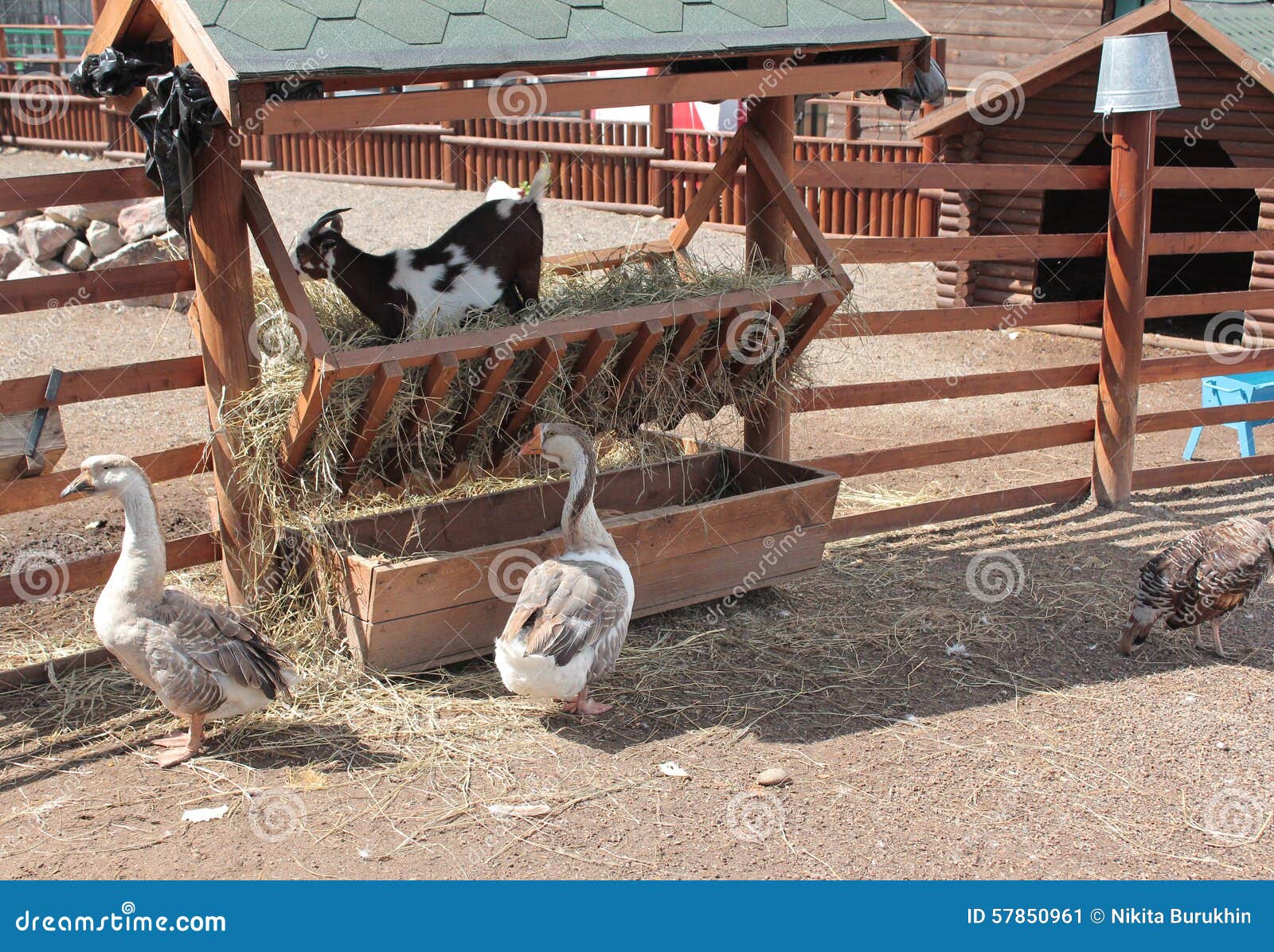 Geese and Goat in the Manger with Hay Stock Image - Image of duck, yard ...