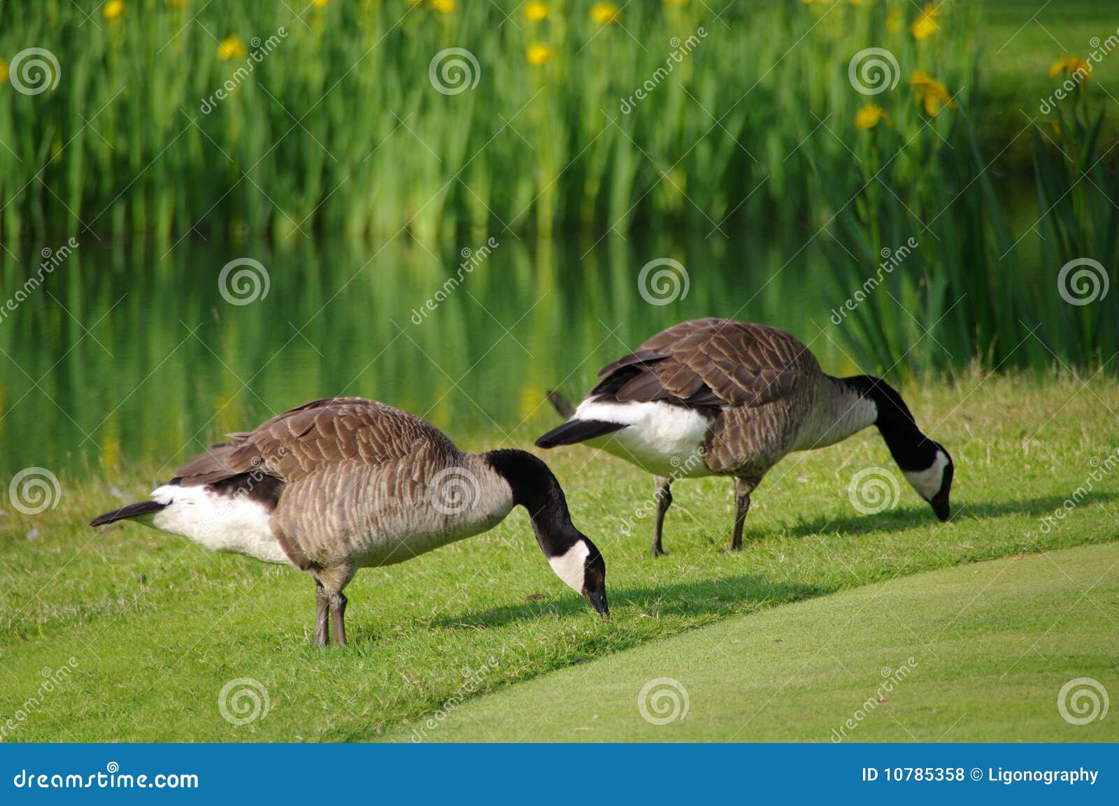 Geese on a Golf Course stock photo. Image of luxury, geese - 10785358