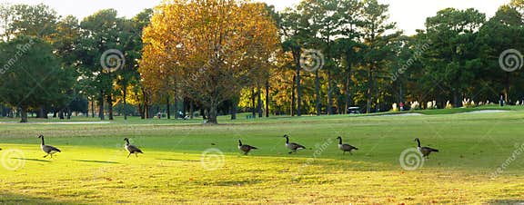 Geese on golf course stock photo. Image of line, birds - 11714562