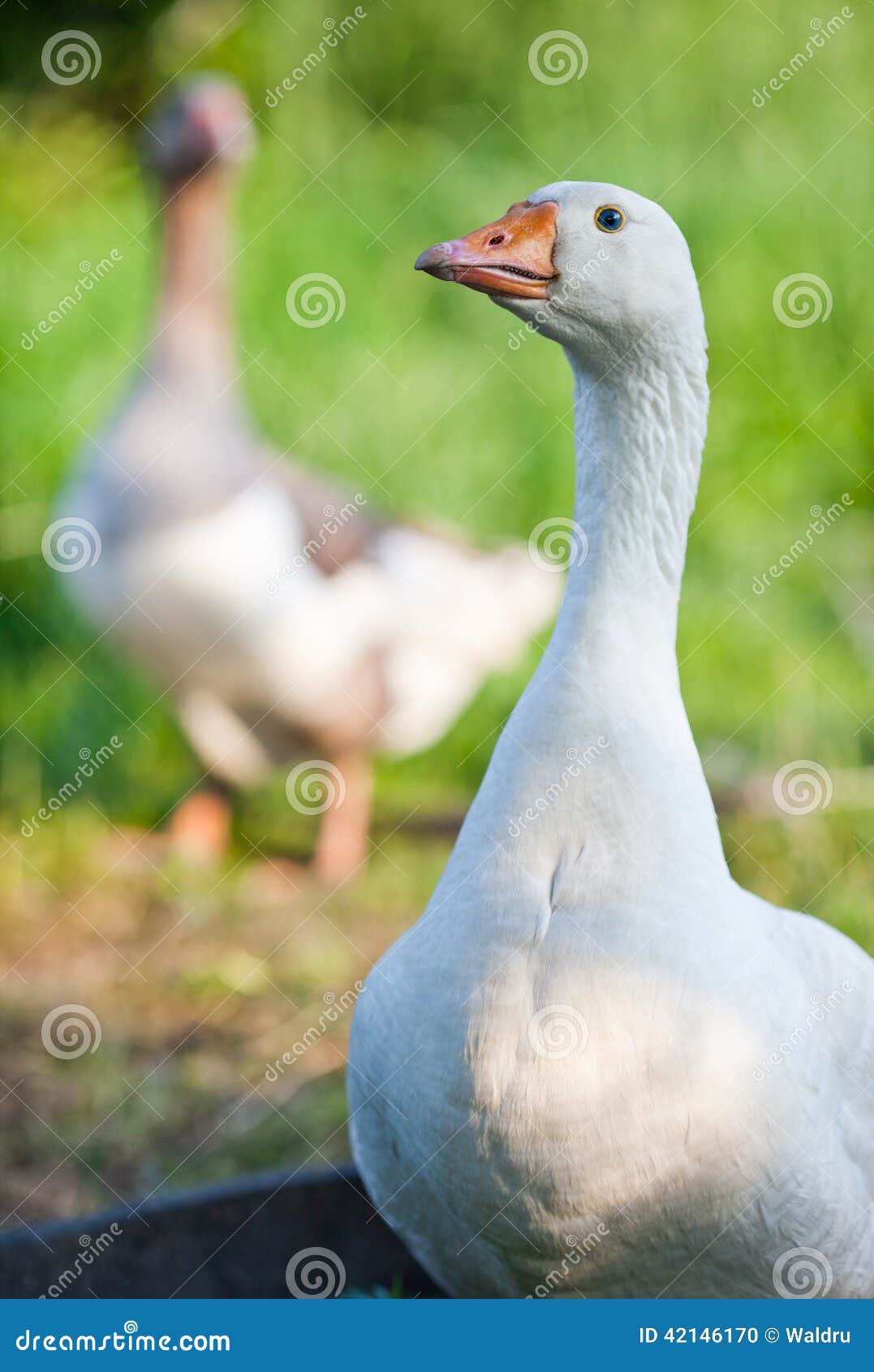 Geese stock photo. Image of animals, posing, portrait - 42146170