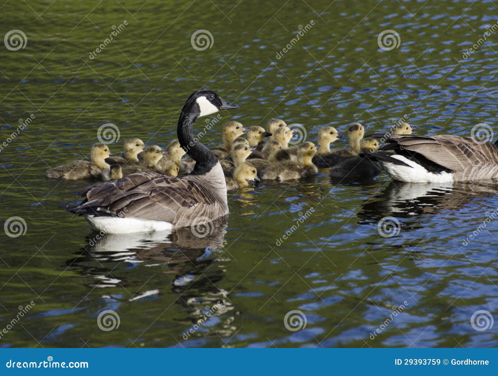 Geese and the Goslings stock image. Image of watching - 29393759