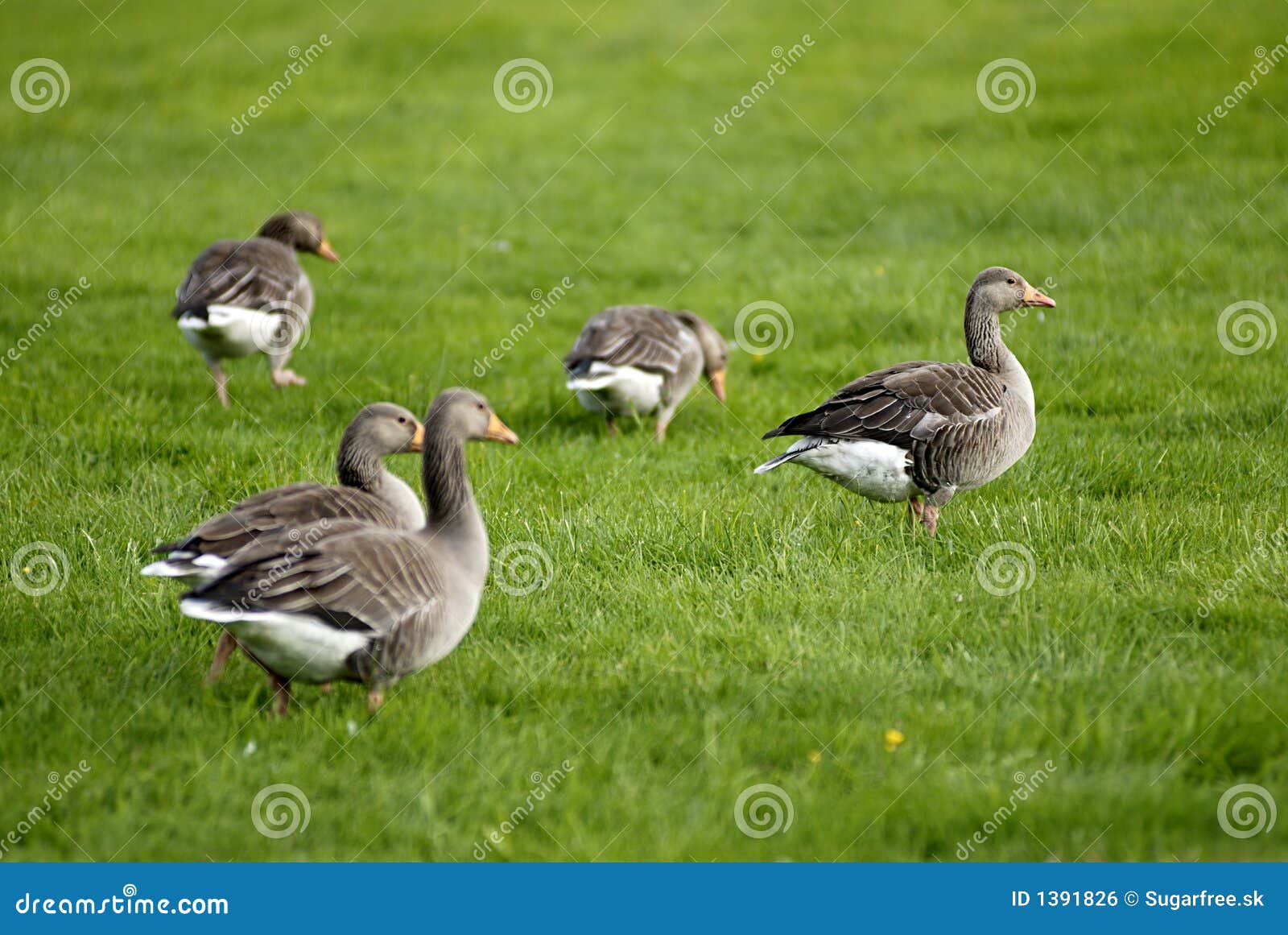 Geese on grass field stock photo. Image of wing, fowl - 1391826