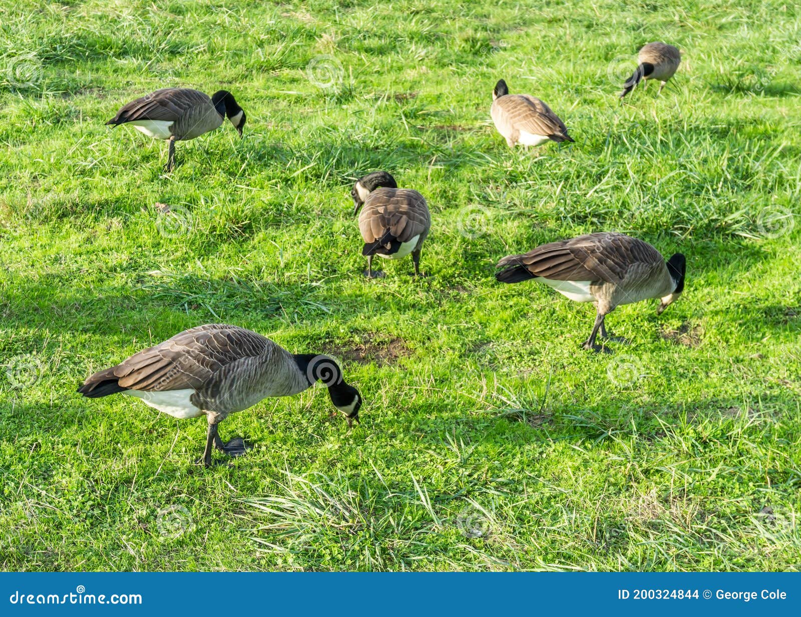 Geese in Grass Field 4 stock photo. Image of state, geese - 200324844
