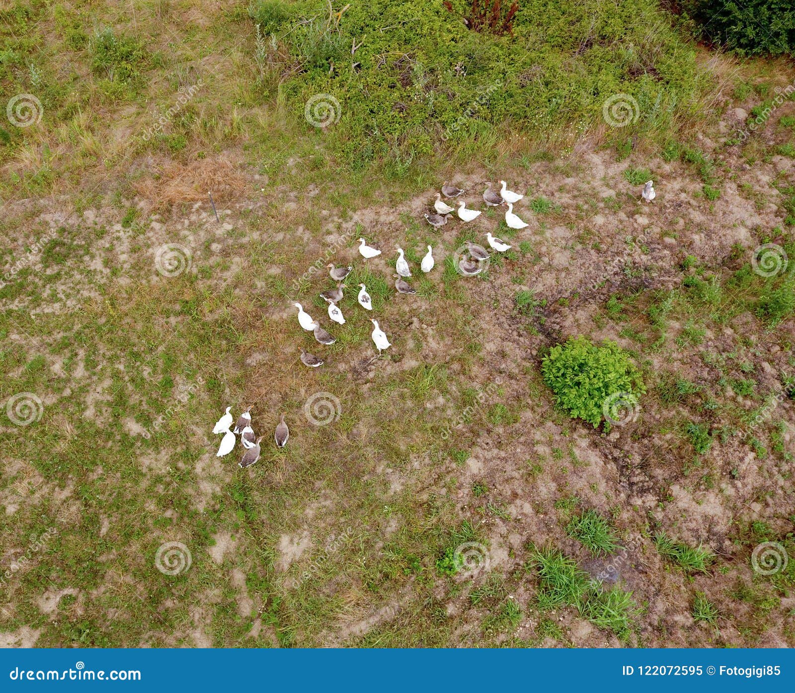 The Geese Graze on the Lawn. Geese on the Field View from Above. Stock ...