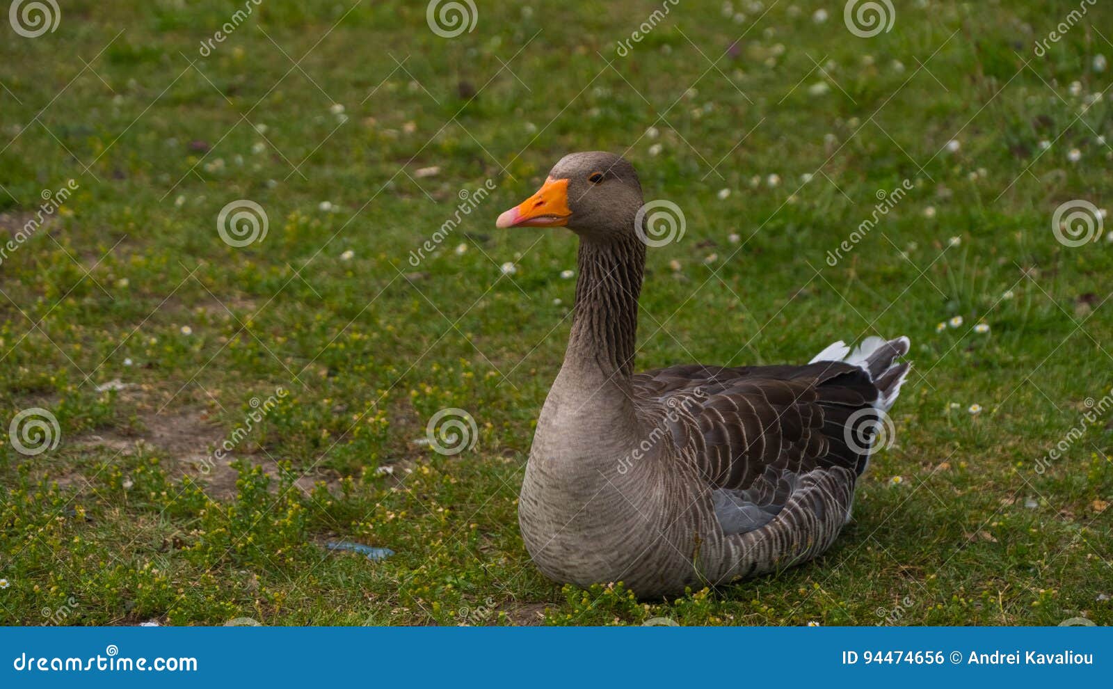 Geese grazing on the grass stock photo. Image of farm - 94474656