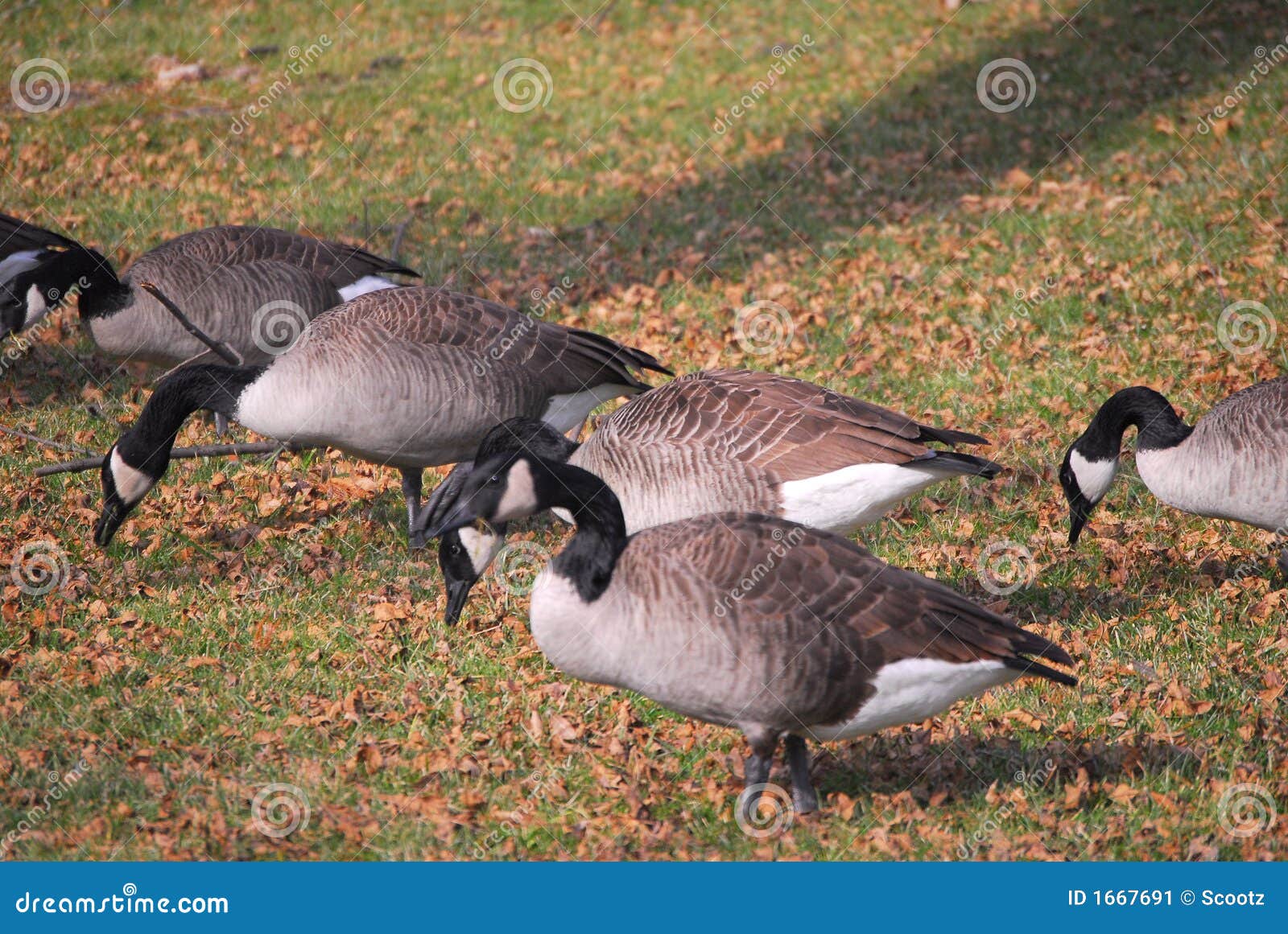 Geese grazing in the park stock image. Image of graze - 1667691