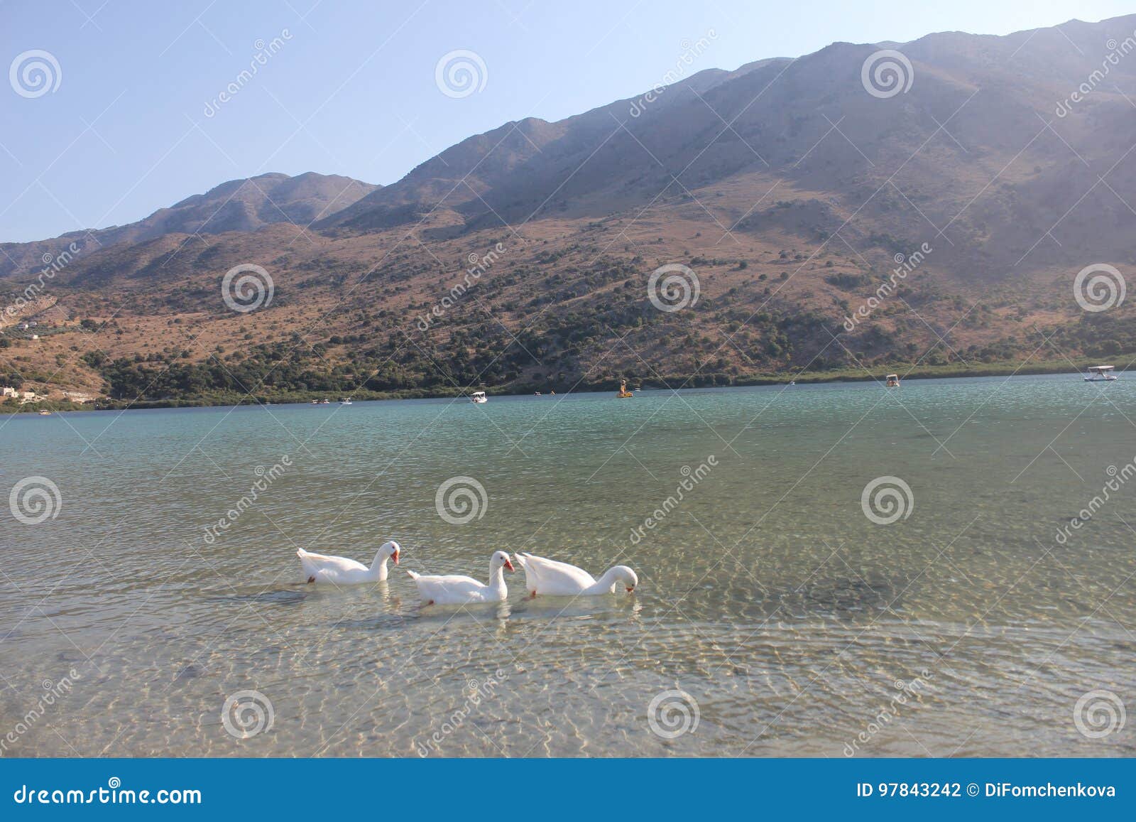 Geese on the Greek lake stock photo. Image of beauty - 97843242