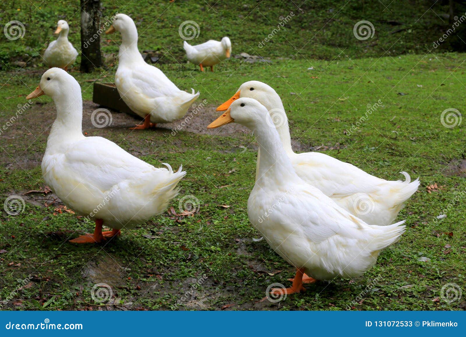 Geese on a Green Pasture in Farm Stock Image - Image of flock, birds ...
