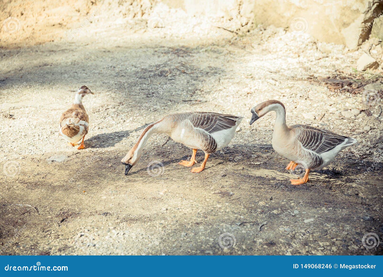 Geese on the ground stock photo. Image of ornithology - 149068246