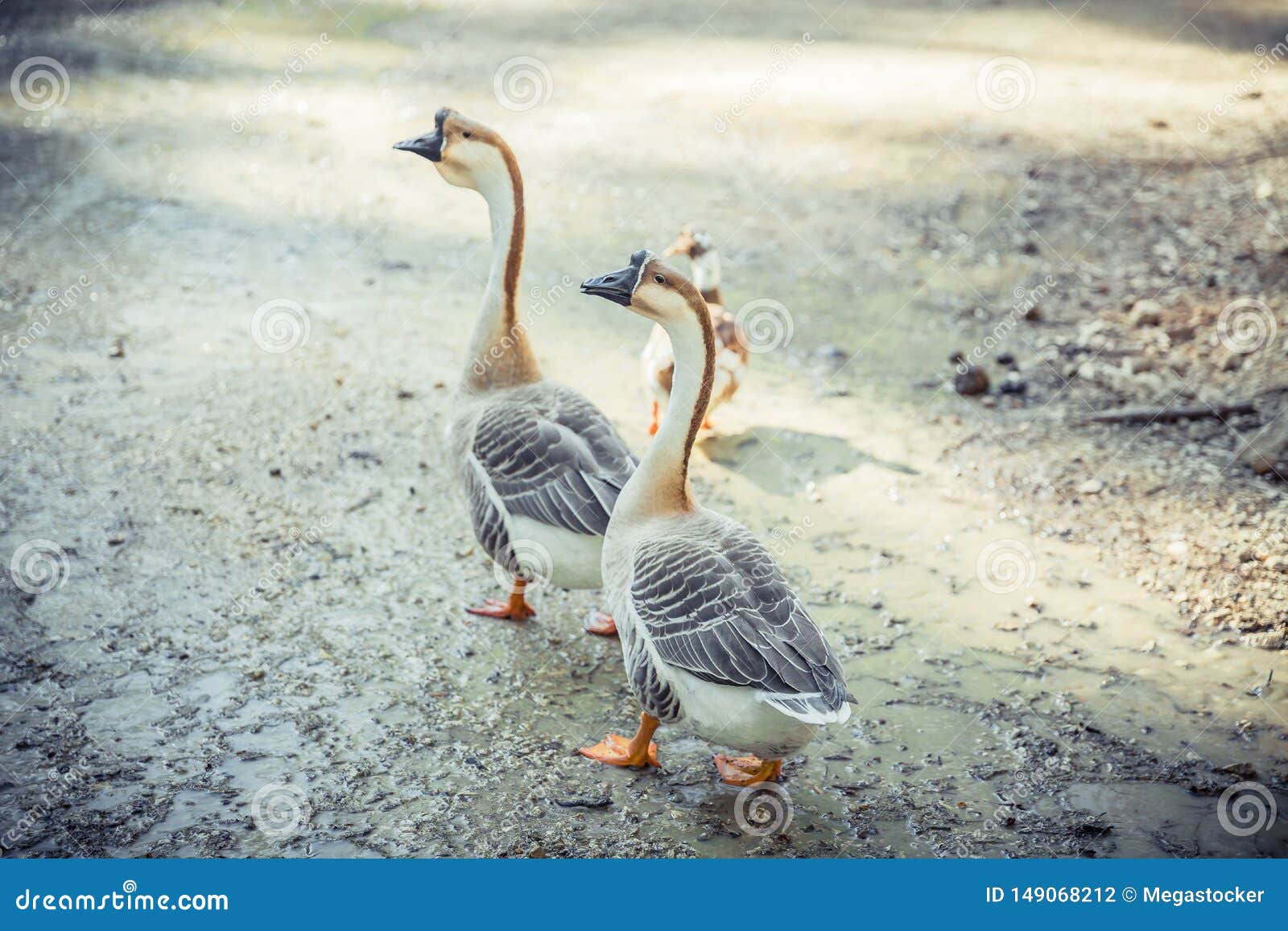 Geese on the ground stock photo. Image of birdwatching - 149068212