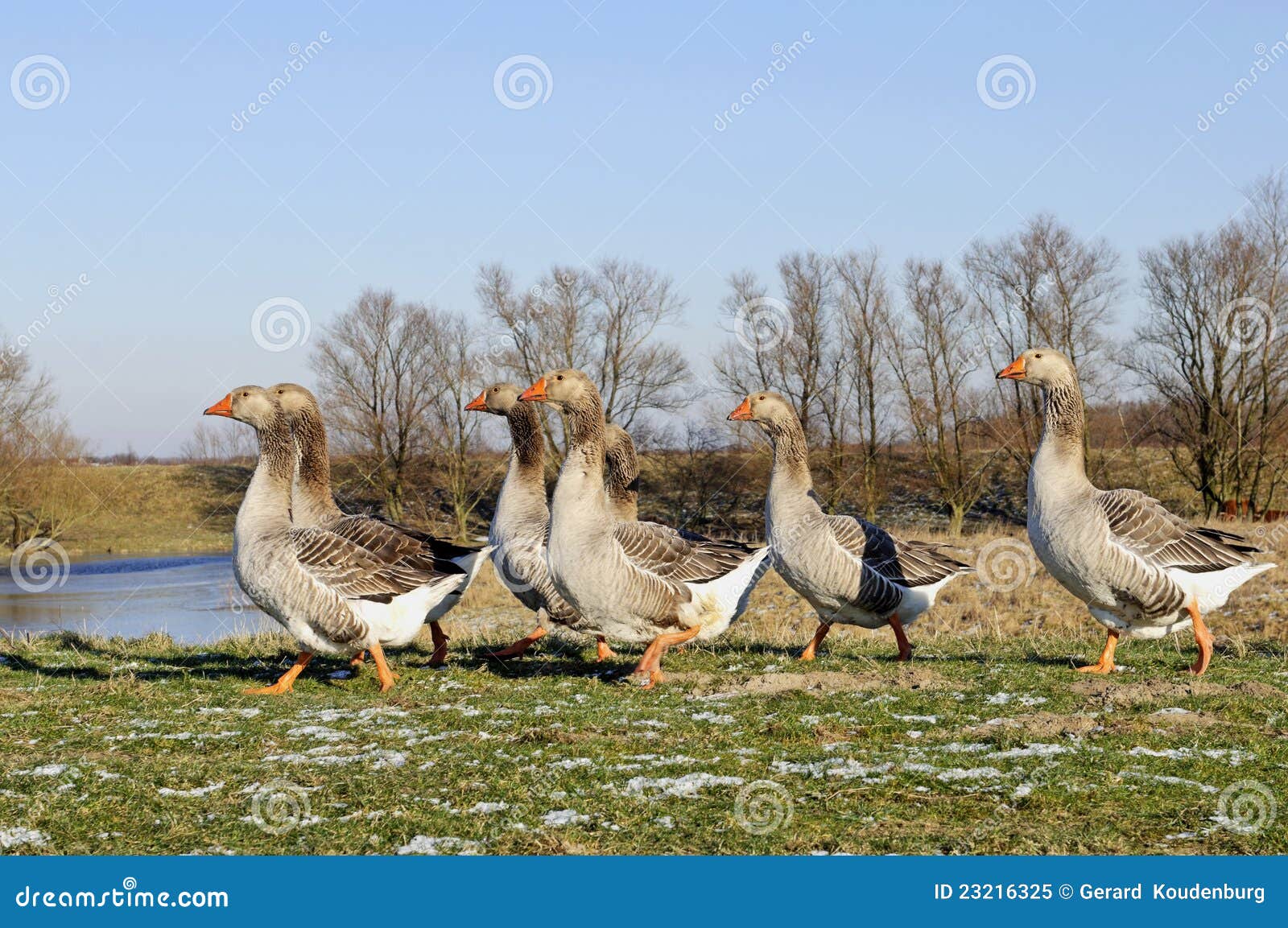 Geese on the Ground in Wintertime Stock Image - Image of goose ...
