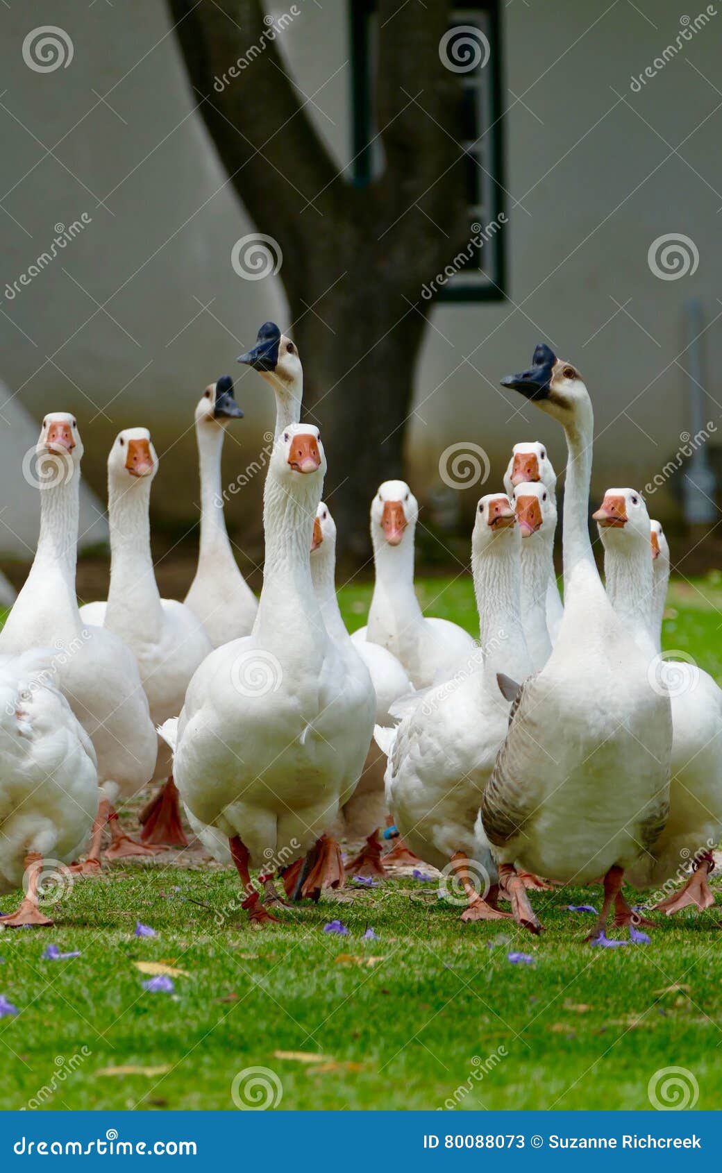 Geese stock image. Image of geese, gaggle, parade, crowd - 80088073