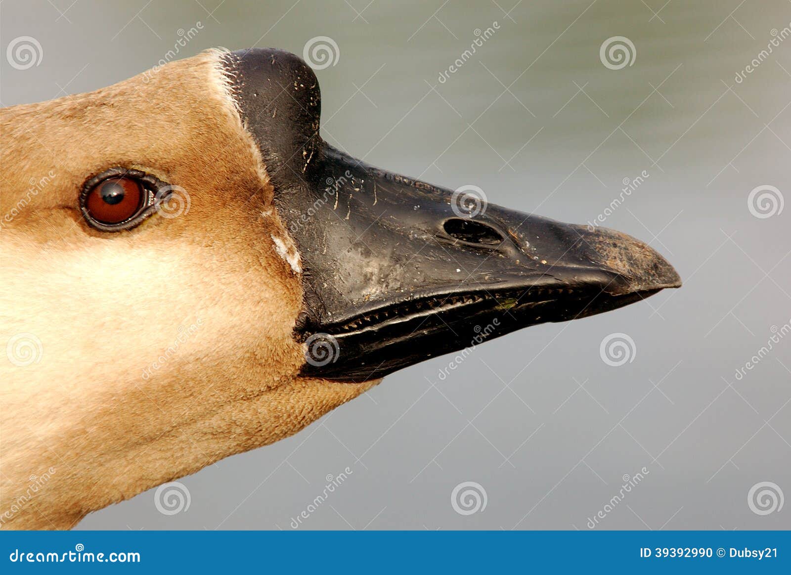 Geese Head stock photo. Image of eyes, migration, beak - 39392990