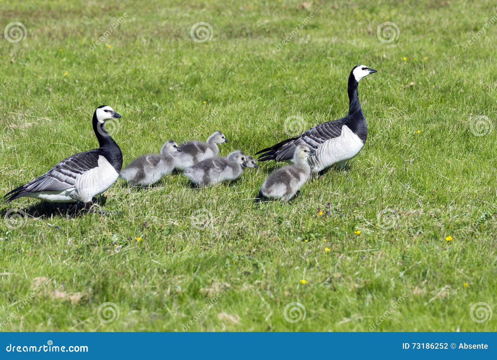 Geese in Helsinki stock photo. Image of lake, geese, fowl - 73186252