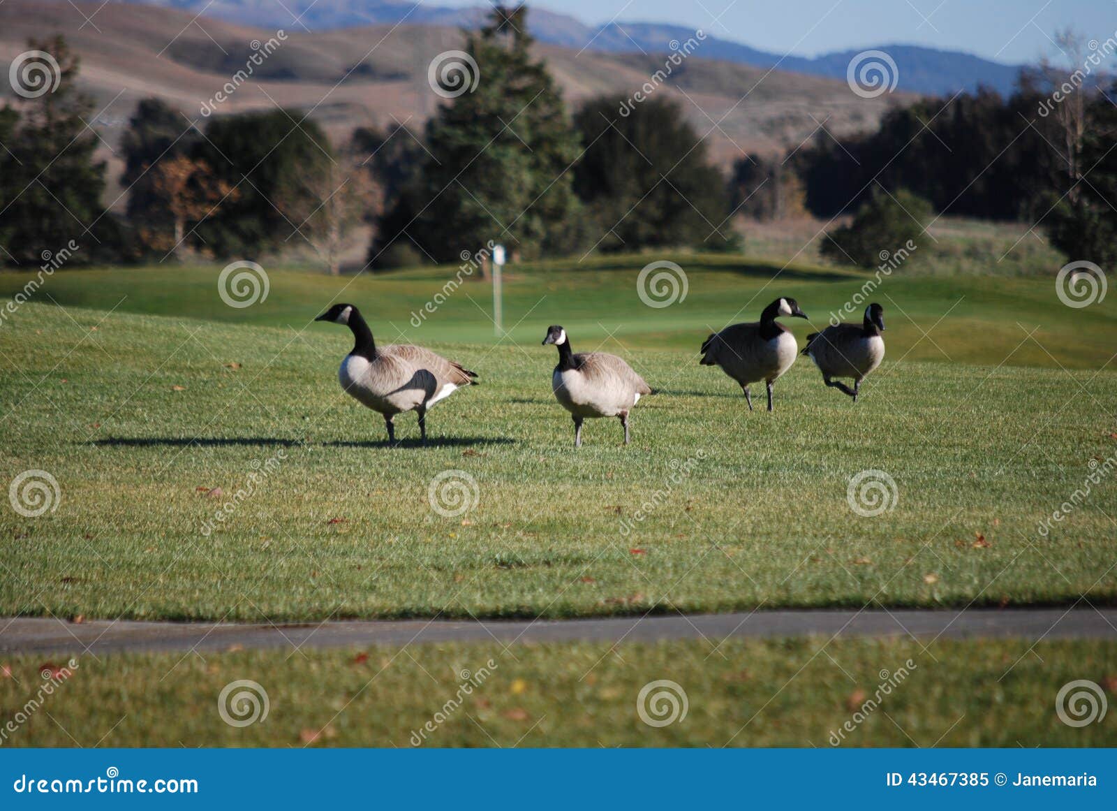Geese hunting for food stock image. Image of feet, geese - 43467385