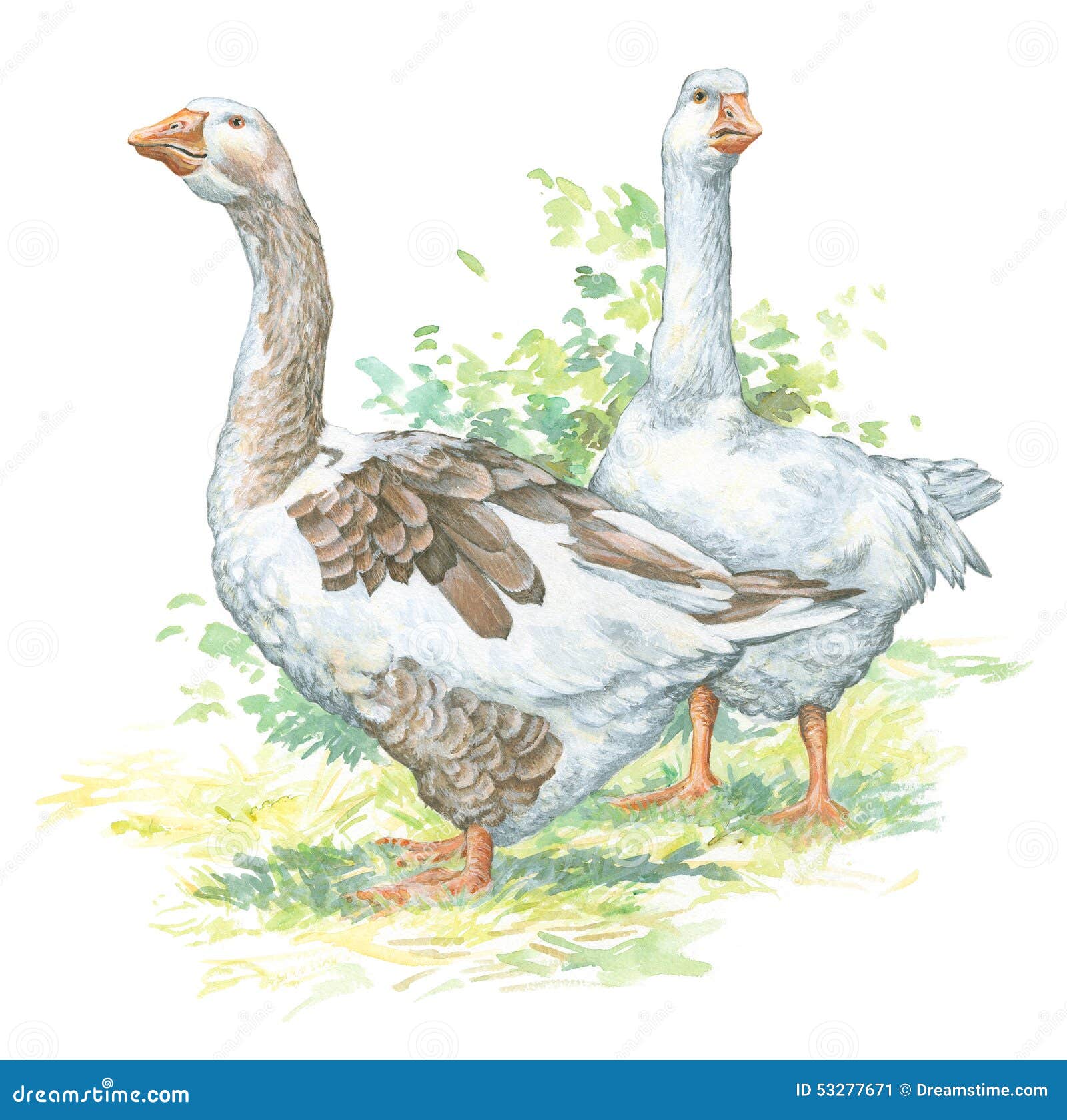 Geese ID: 52808176 stock illustration. Illustration of rustic - 53277671