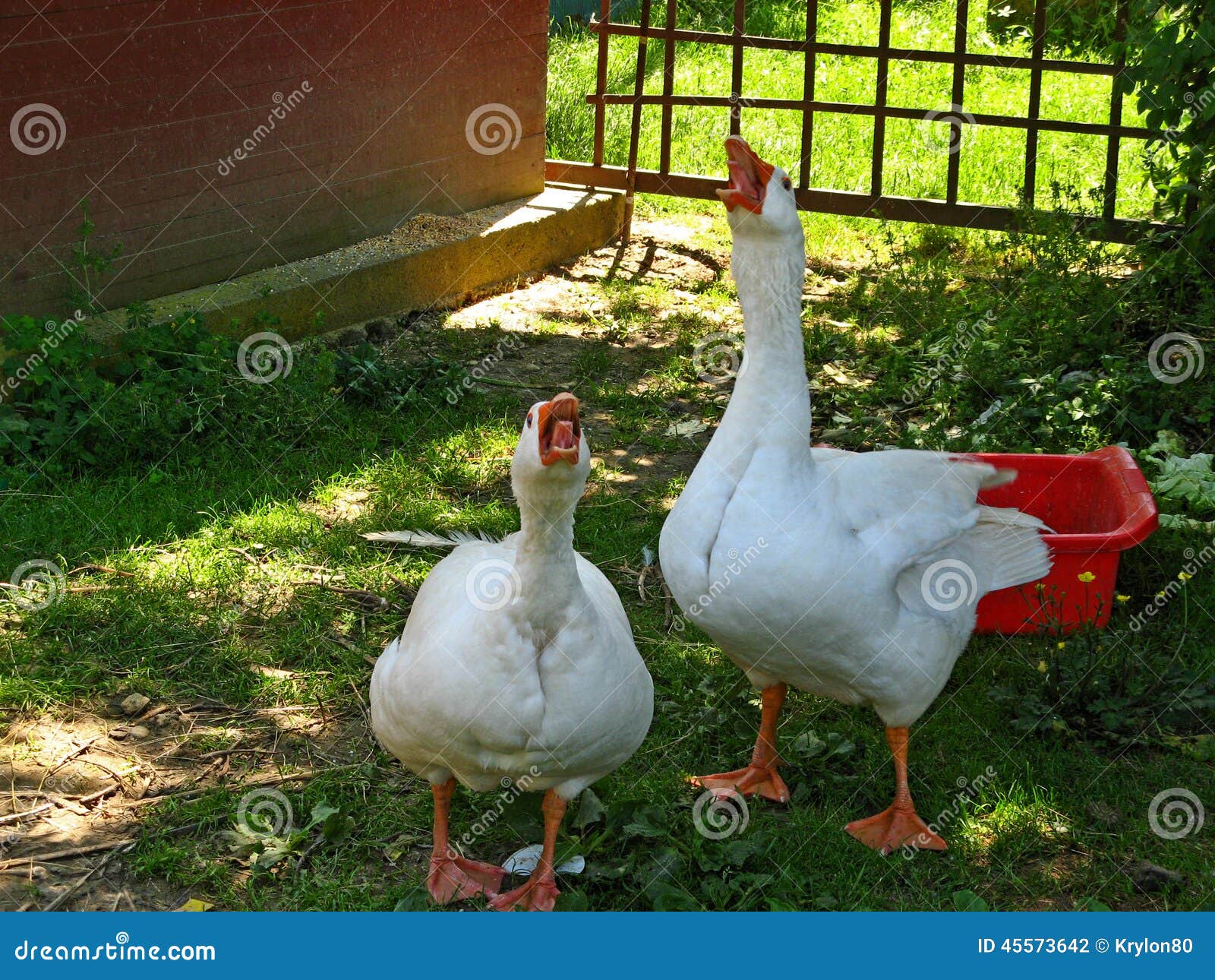 Geese 03 stock photo. Image of white, bird, chianti, animals - 45573642