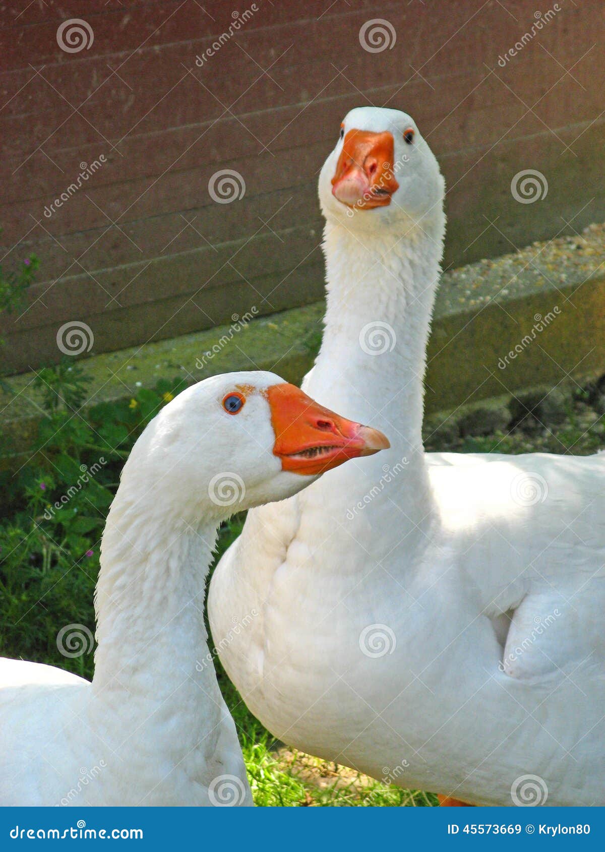 Geese 01 stock image. Image of mediterranean, geese, fowl - 45573669
