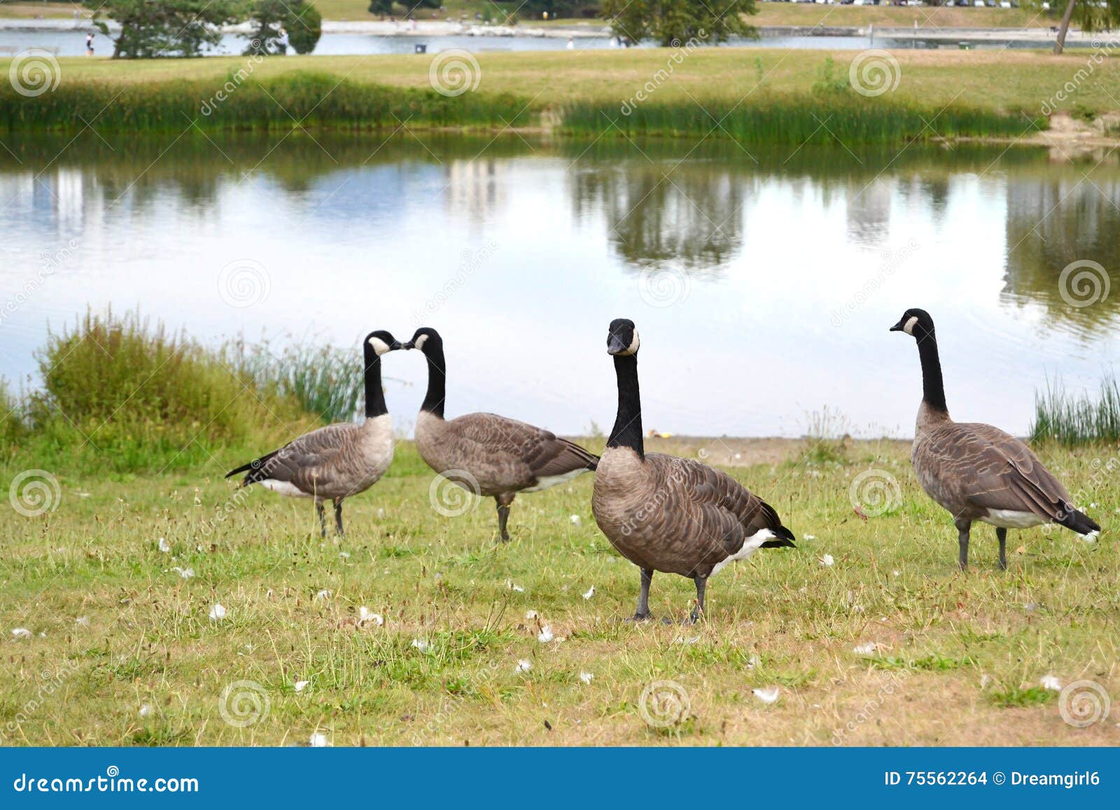 Geese kissing stock photo. Image of nature, animal, bird - 75562264