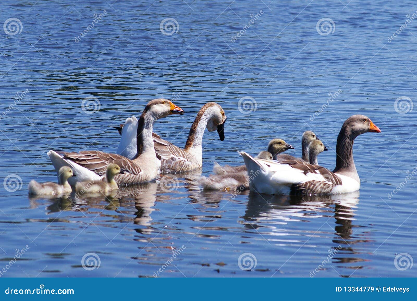 Geese on the lake stock image. Image of nature, duck - 13344779