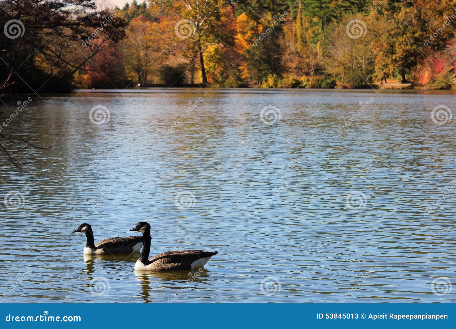 Geese in Lake, Fall Foliage Stock Image - Image of carolina, ridge ...