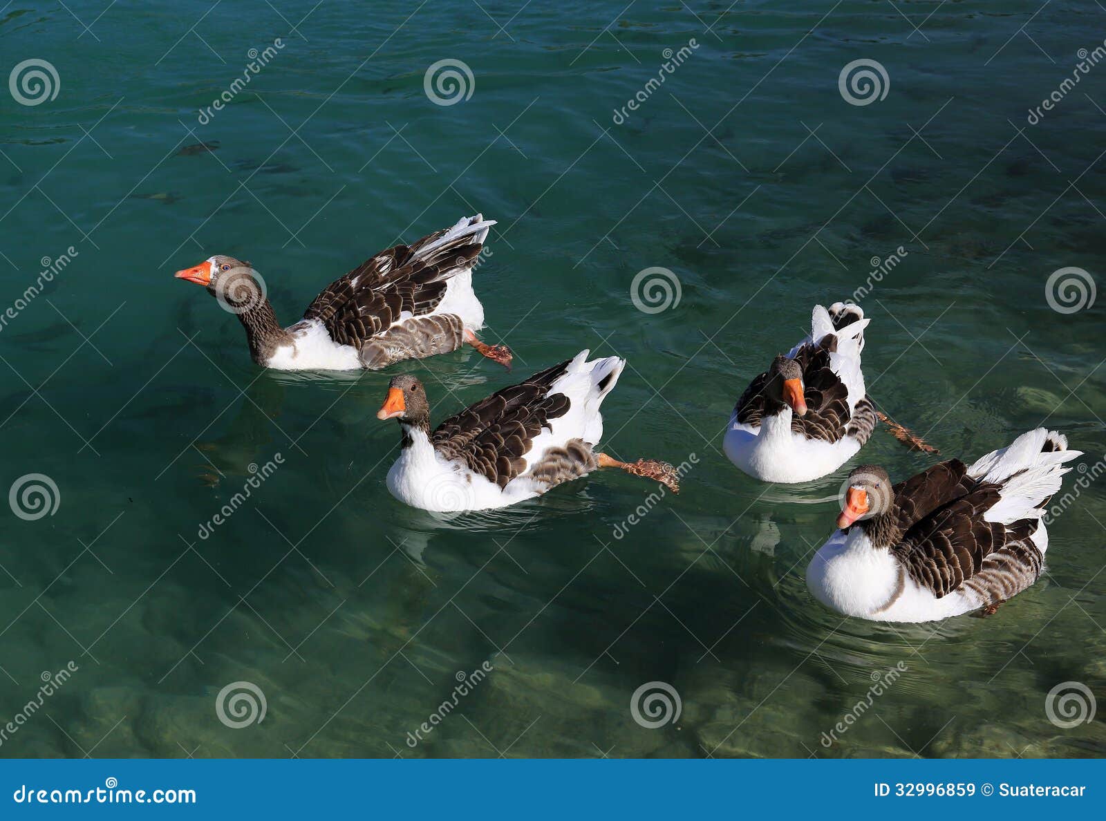 Geese in the lake stock image. Image of wildlife, lake - 32996859
