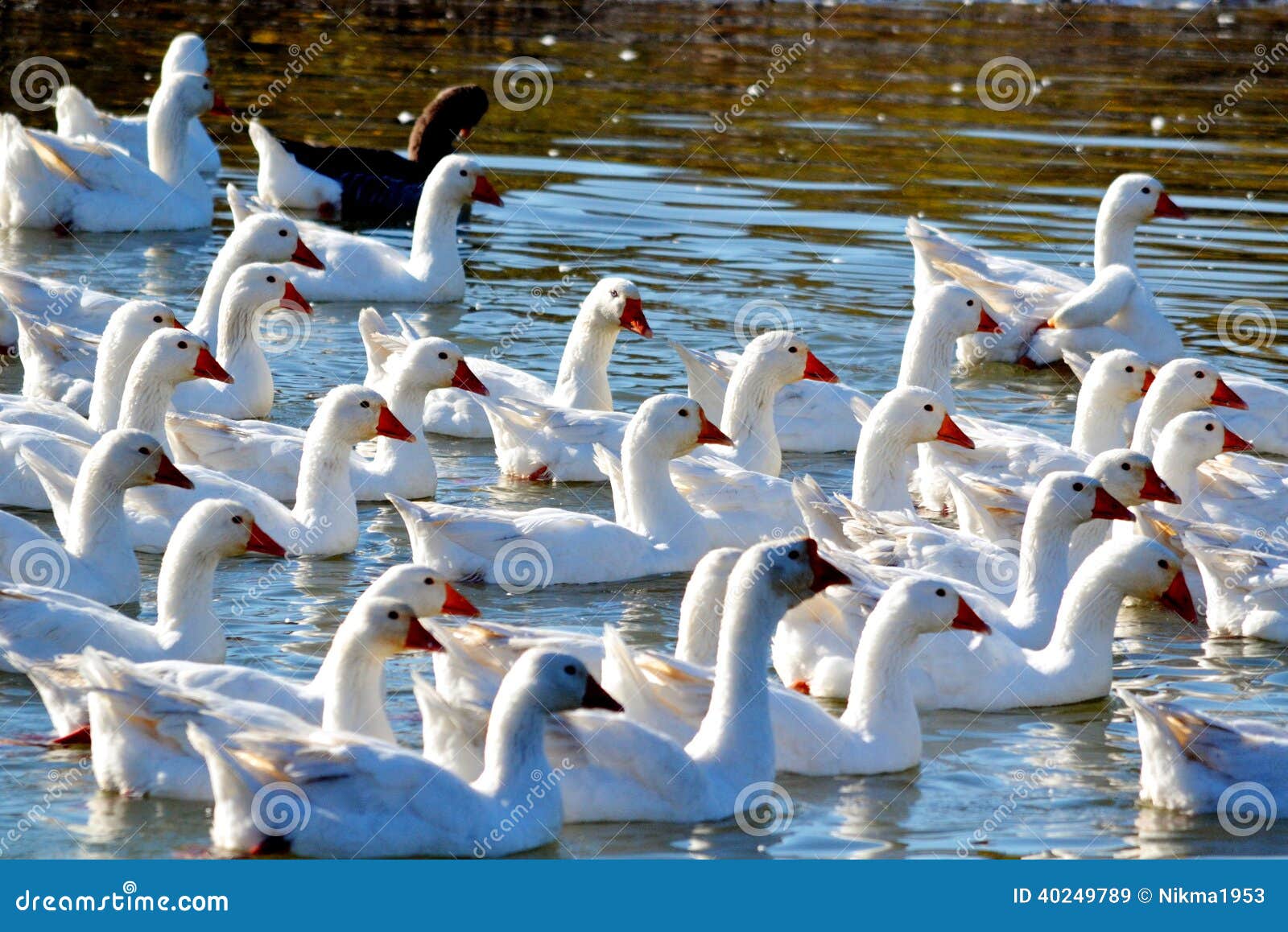 Geese on lake stock image. Image of fauna, summer, coast - 40249789