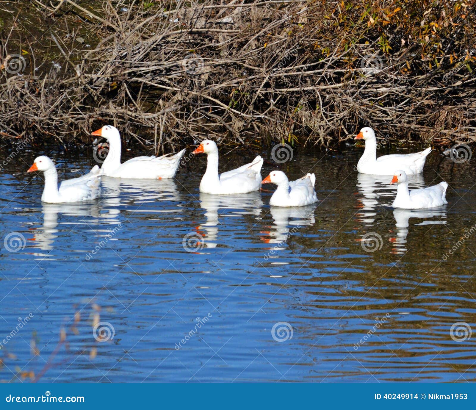 Geese on lake stock photo. Image of autumn, geese, sail - 40249914