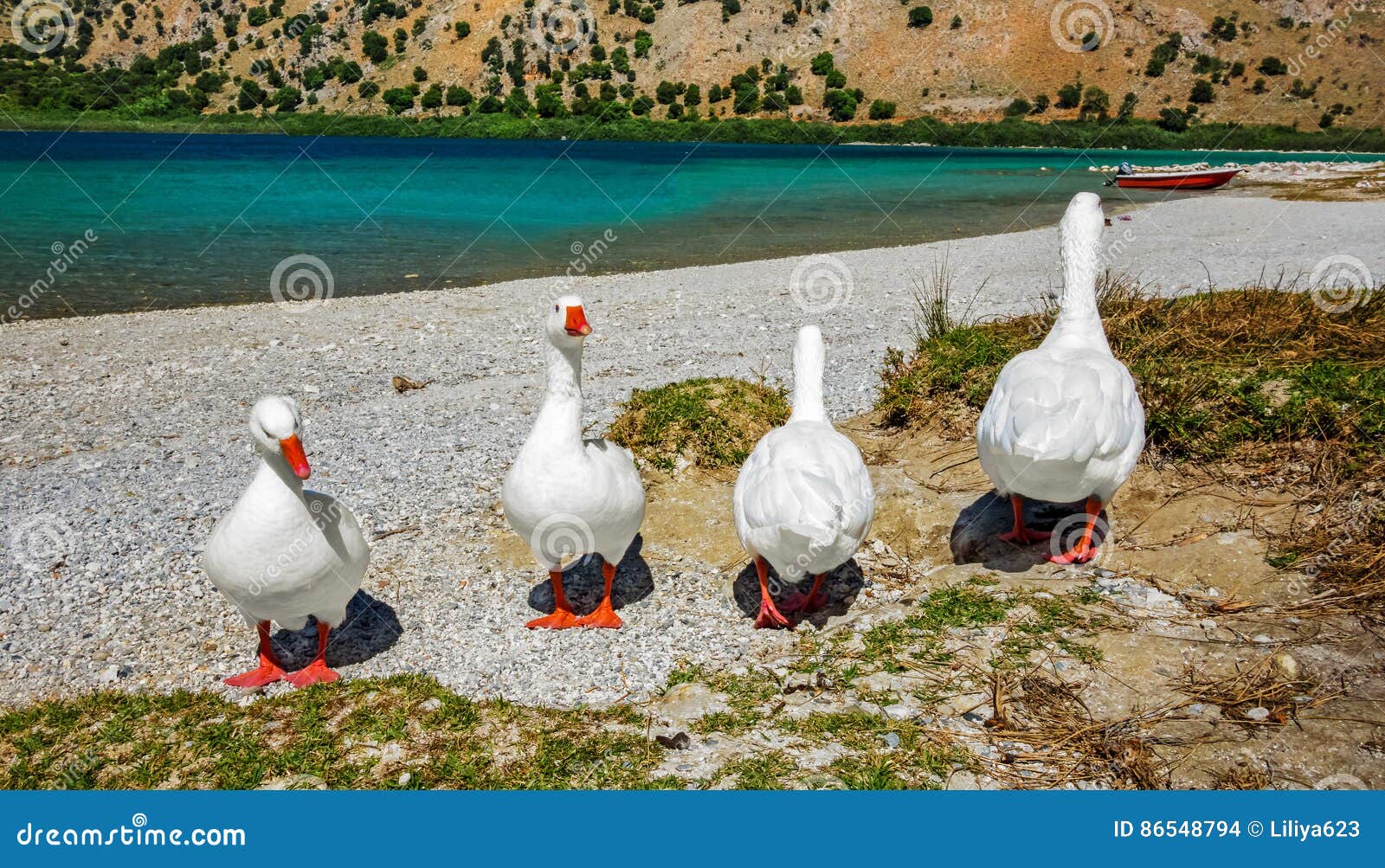 Geese at Lake Kournas Crete Stock Photo - Image of goose, shallow: 86548794