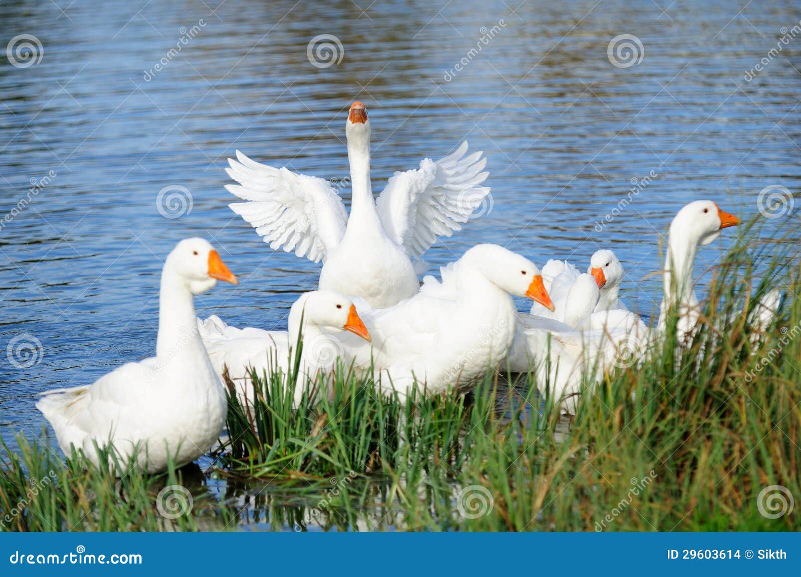 Geese in the Lake by the Shore Stock Photo - Image of flap, countryside ...