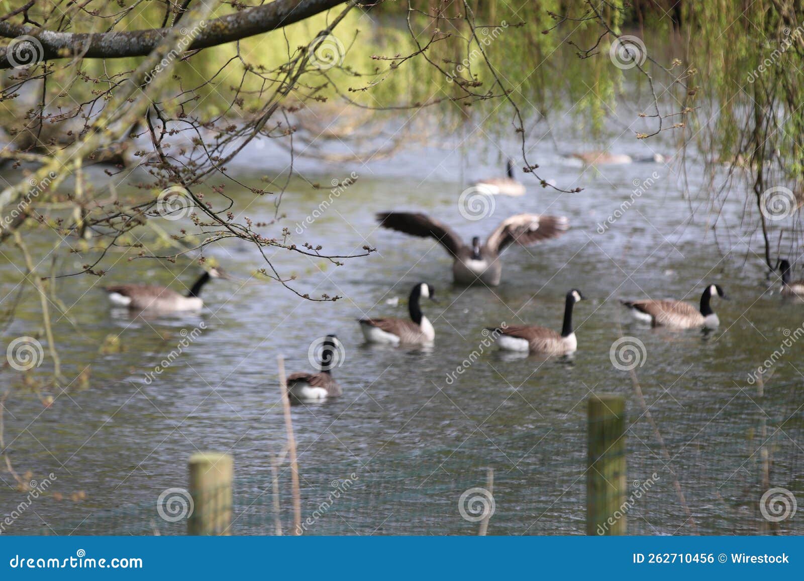 Geese on a lake surface stock photo. Image of lake, pond - 262710456