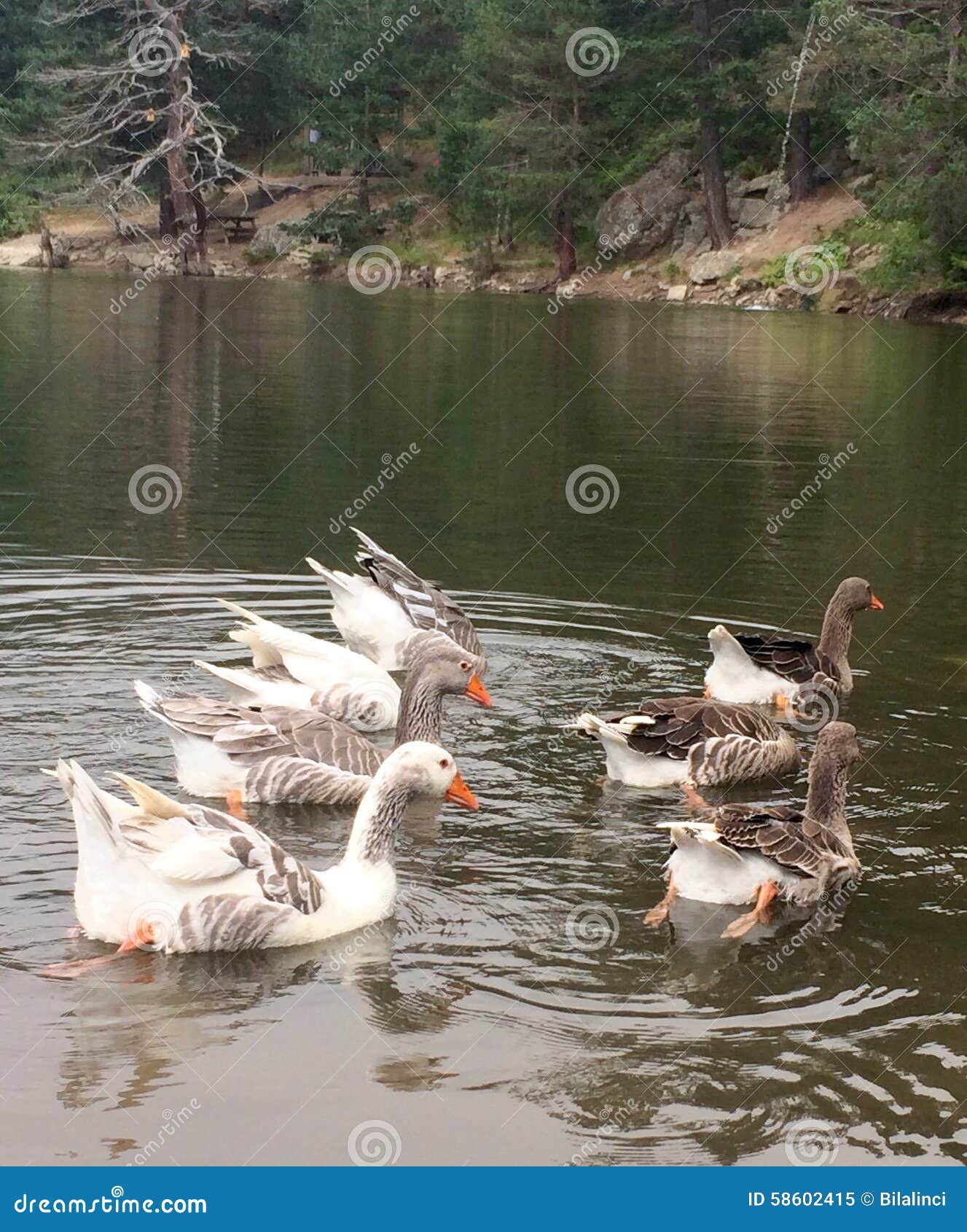 Geese in lake stock image. Image of duck, lake, tree - 58602415