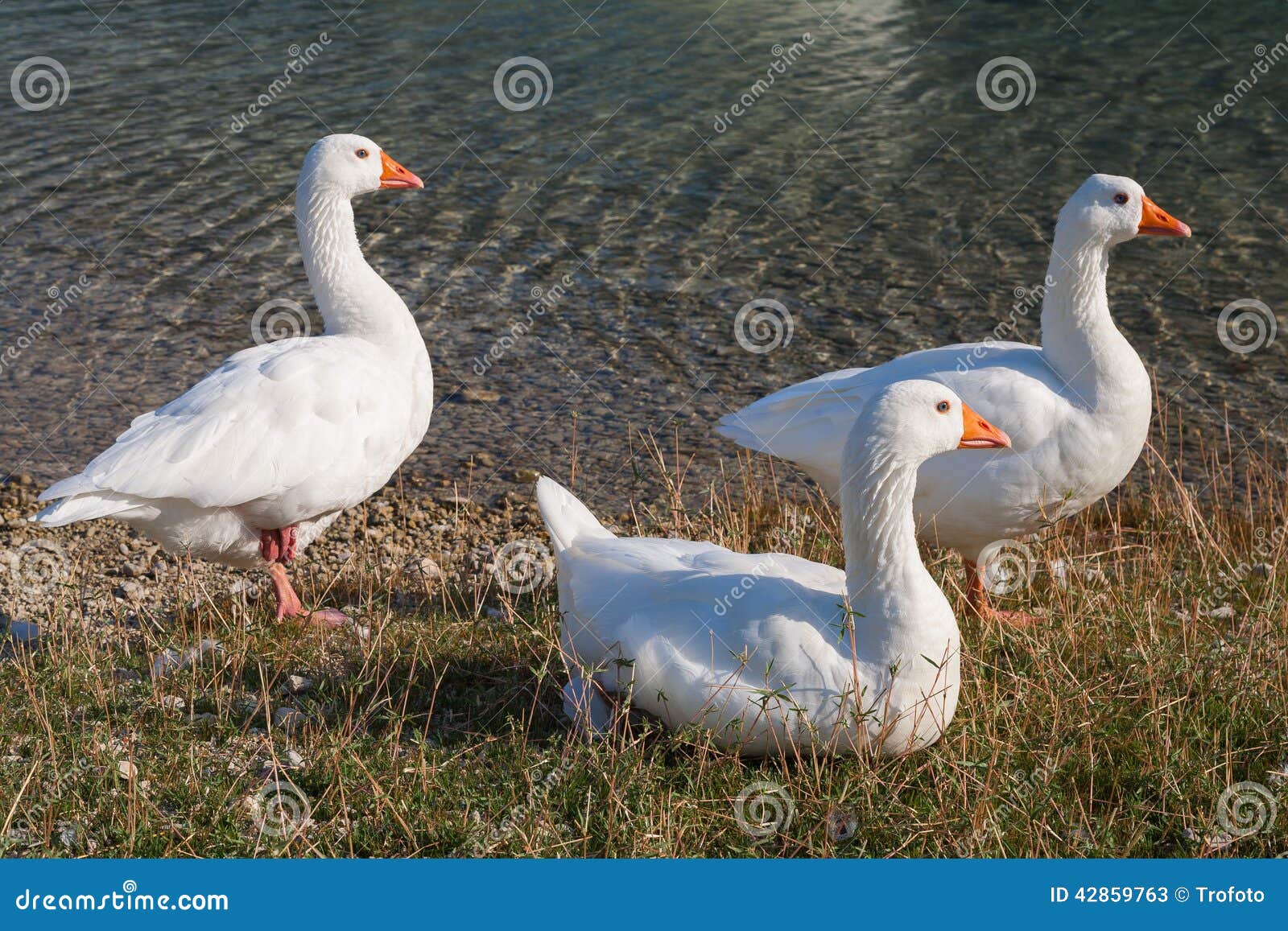 Geese on the lake stock image. Image of migration, lake - 42859763