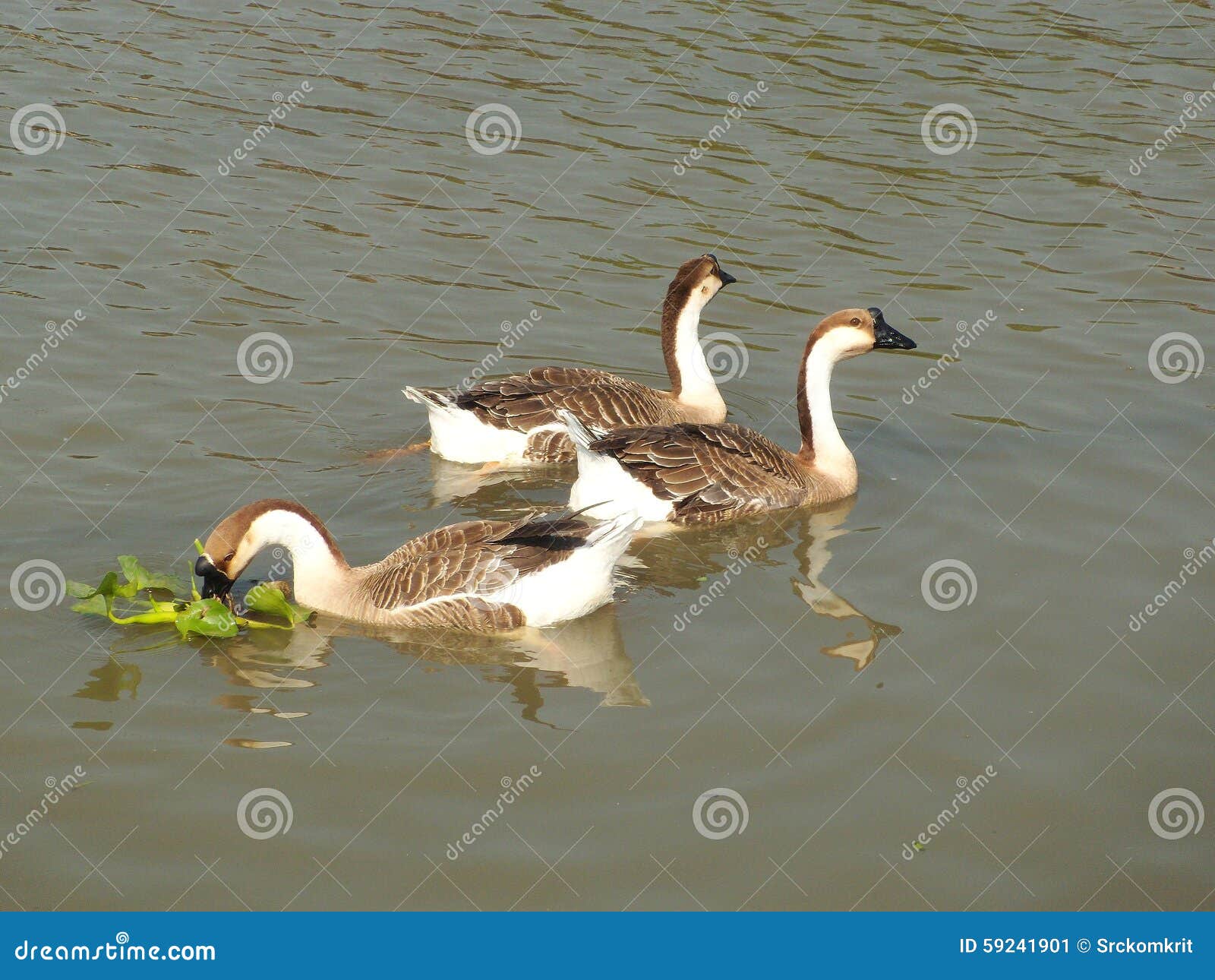 Geese on Lake stock image. Image of blue, landscape, wildlife - 59241901