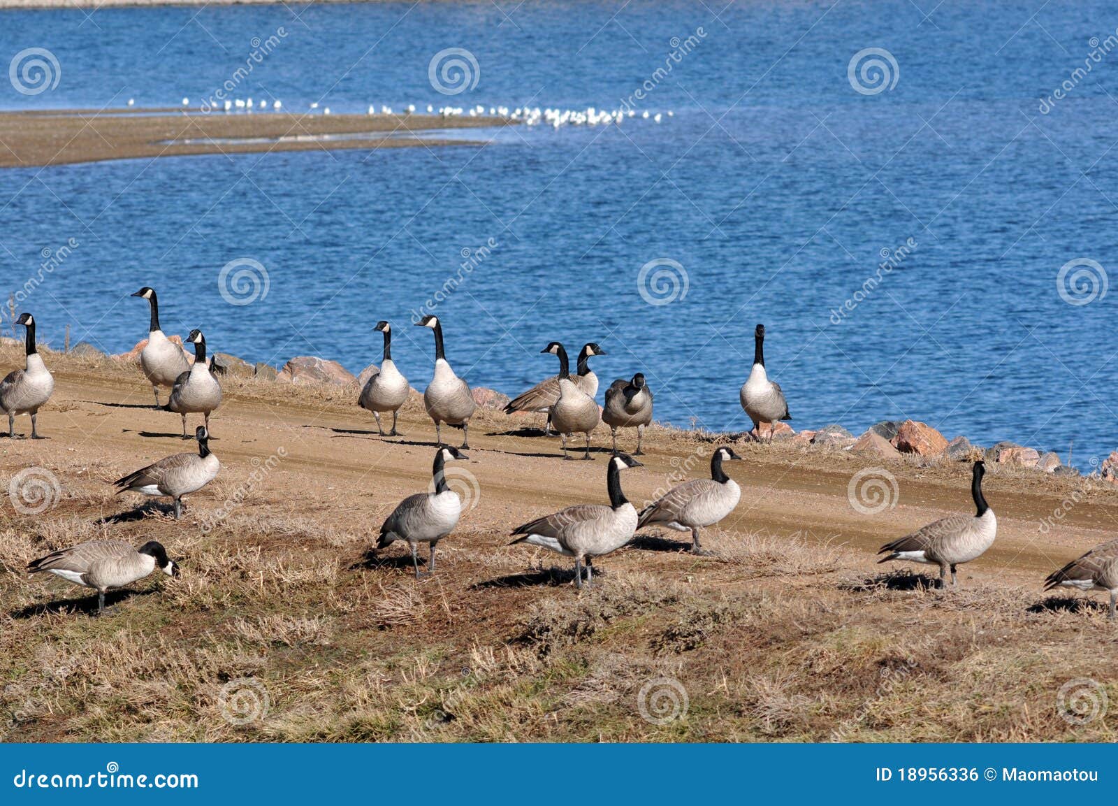 Geese at Lakeside stock photo. Image of winter, animals - 18956336