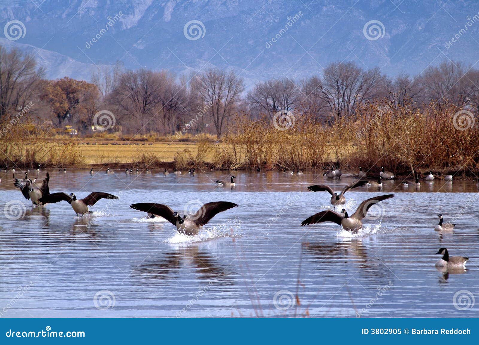 Geese Landing on a Lake stock image. Image of life, flock - 3802905